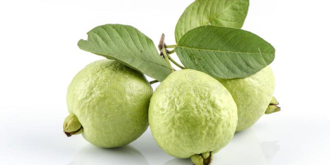 Manfaat Daun Jambu Biji (Psidium guajava Linn.) Bagi Kesehatan - Nurse ...